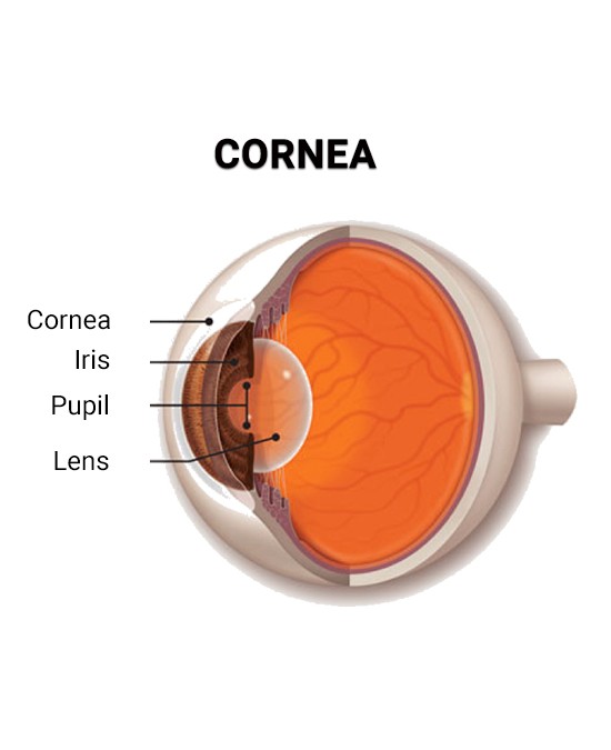 Best Cornea Surgery In Jaipur - Cornea Hospital | Get Well Eye Hospital ...
